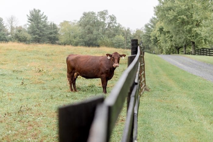 Silverbrook Farm Wedding in Purcellville | Sara + Jordan
